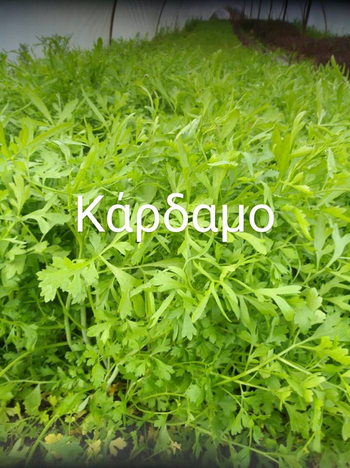 Προϊόν Κάρδαμο | Συνεταιρισμός Κουκούλι